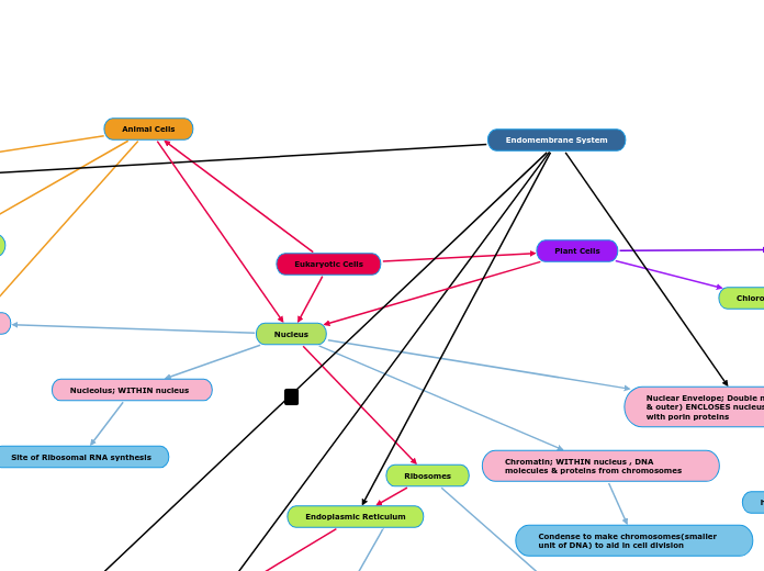 Eukaryotic Cells - Mind Map